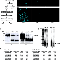 Isolation and analysis of chromatoid bodies from male germ cells.