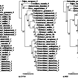 Mitochondrial phylogeny.