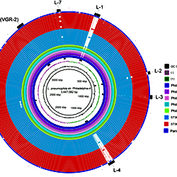 BRIG analysis plot comparing nucleotide content of all genomes analyzed ...