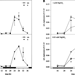 Normalization of CCA1 with EF1α.