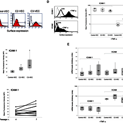 Analysis of ICAM-1 and VCAM expression in control and pathological VEC.