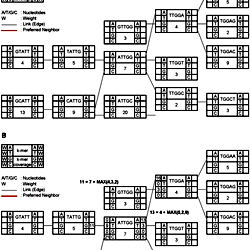 A snippet of a de Bruijn graph consisting of k-mer nodes and links.