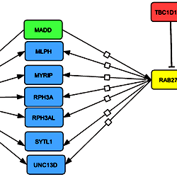 Rab and Rab-interacting proteins.