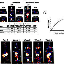 Development of a quantifiable LAM/TSC animal model system.