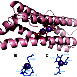 Identification of Mn2+–binding sites.