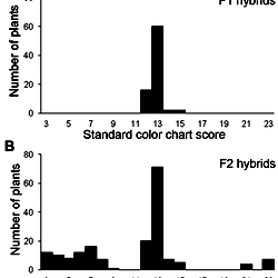 Variation of flower colors in F1 (A) and F2 hybrids (B).