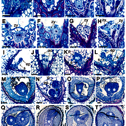 Development of twin and triplet embryos in polyembryonic seed.