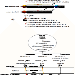 Schematic representation of the topological characteristics of two ...