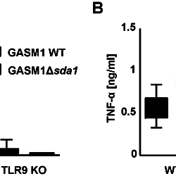 GAS DNase Sda1 diminishes local secretion of IFN-α and TNF-α in a mouse ...