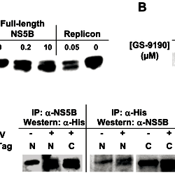 NS5B double band formation in TGV-treated NS5B overexpressing cells.