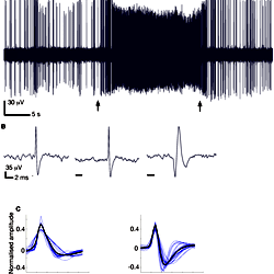 Example single-unit recording and spike waveforms. A