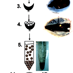 RPE fractions isolation scheme.