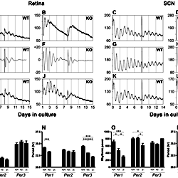 Per1 plays a more important role than Per2 and Per3 in sustaining ...
