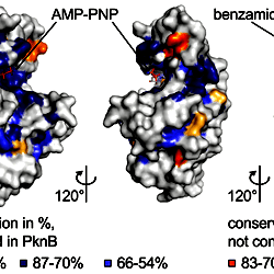 Analysis of conservation of PknB residues.