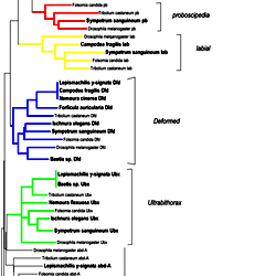 Phylogeny of insect orders.