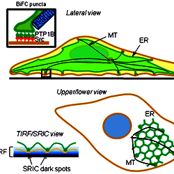 Schematic view of BiFC results.