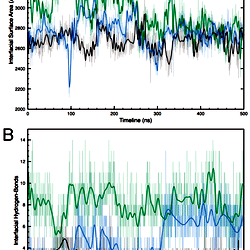 Changes at the tight-dimer interface during simulations.
