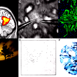 Examples of representative images produced by participating scientists ...