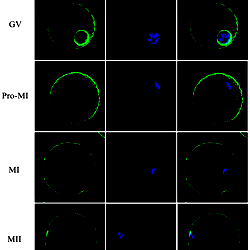 The effect of SPC on distribution of GPR3 in porcine oocytes.