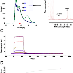 Biophysical characterization of the DARPin-LmrCD complexes.