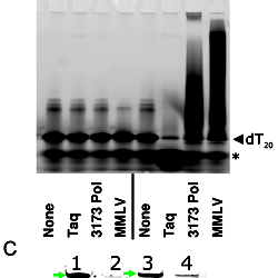 Reverse transcriptase assays.