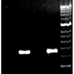 DAC activates a full-length PDHA2 transcript.