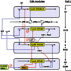 Scheme of the model for the Cdk network driving the mammalian cell cycle.