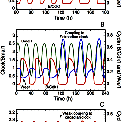 Entrainment of the cell cycle to 24 h or 48 h.