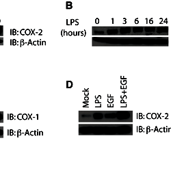 LPS induces COX-2 in IEC-6 cells.