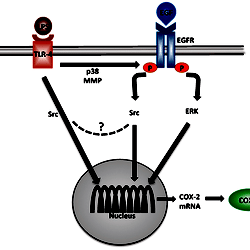 Proposed mechanism of LPS-induced COX-2 stimulation via EGFR ...