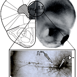 Schematic of the prefrontal cortex (PFC) demonstrating location of ...