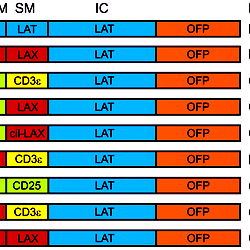 Schematic representation of the chimeric proteins used in this study.