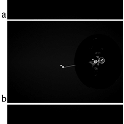 Examples of scanning patterns during face viewing (averted eye gaze ...