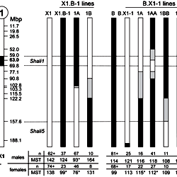 Schematic summary of the reciprocal X1.B-1 and B.X1-1 consomic ...