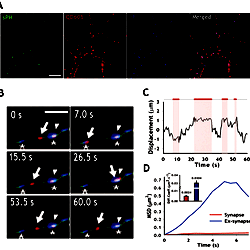Single QD tracking of synaptic vesicles using sPH-AP-QDs.
