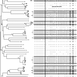 Unrooted dendrogram for 100 Pseudomonas aeruginosa clinical isolates.
