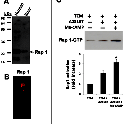 Rap1 identification and activation.