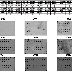 Dot blot validation of selected probes.