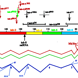 Map of the abdominal half of the bithorax complex.