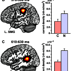 Significant activation with canonicity effects on monotransitive and ...