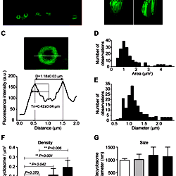 Morphometric characterization of donut-shape structures.