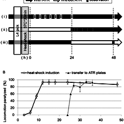 Locomotion assay using heat shock-mediated induction of Arch.