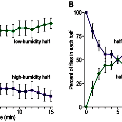 Repulsion of flies by high humidity.