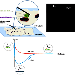 AFM experimental set-up and the resulting force-distance curve.
