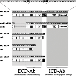 ECD-Ab and ICD-Ab targeting.