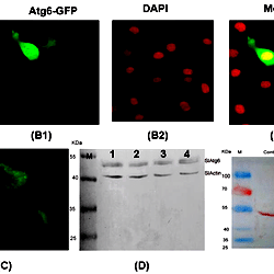 The expression, localization, abundance and cleavage of Atg6 in insect ...