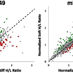 Identification of proteins that are differentially regulated by rigidity.