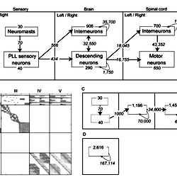 Graph structures, showing the numbers of nodes and connections.