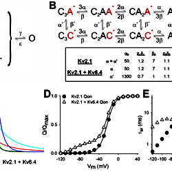 Simulation of Kv2.1 and Kv2.1/Kv6.4 gating currents.
