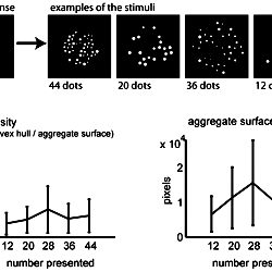 Examples of the stimuli and their visual properties.